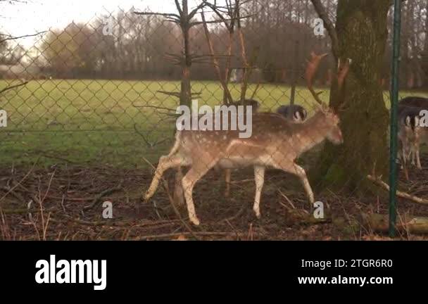 Whitetail Deer Buck standing in a woods. Magnificent ten point ...