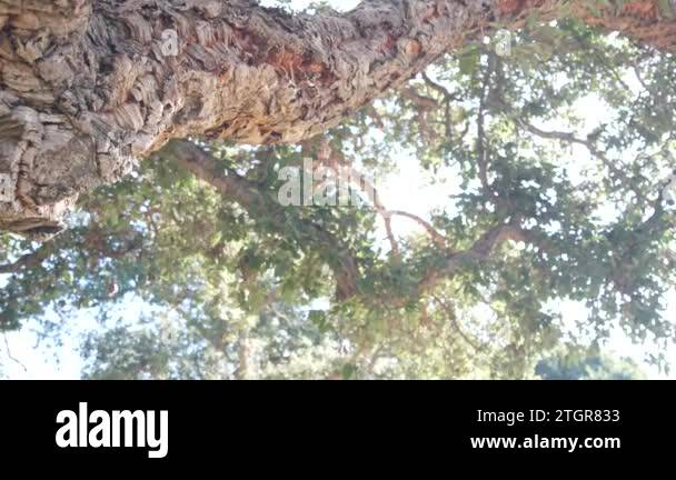 Big cork tree or large corkwood trunk, branches and canopy foliage from ...