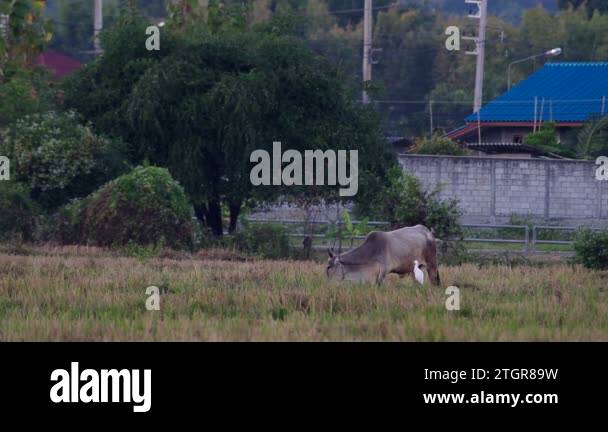 Cow crane Stock Videos & Footage - HD and 4K Video Clips - Alamy