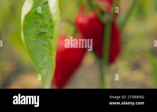 Red pepper plant fruit Stock Videos & Footage - HD and 4K Video Clips ...