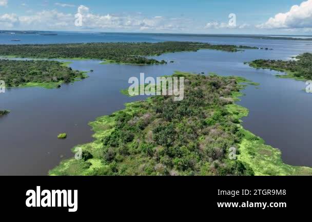 Nature tropical Amazon forest at Amazonas Brazil. Mangrove forest ...
