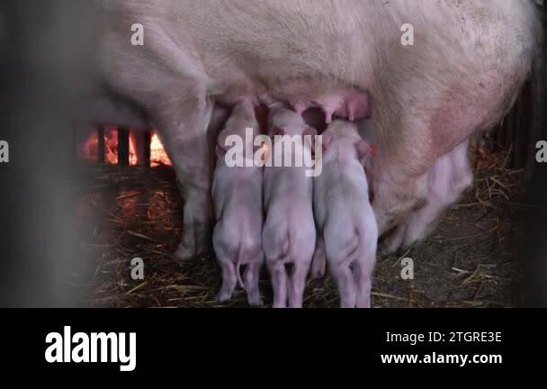 Commercial pig Stock Videos & Footage - HD and 4K Video Clips - Alamy