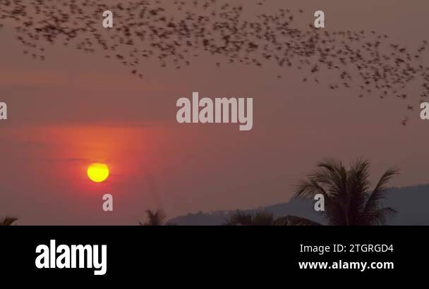Enormous Colony Of Bats Flying Through Shot In Formation Over Jungle As ...