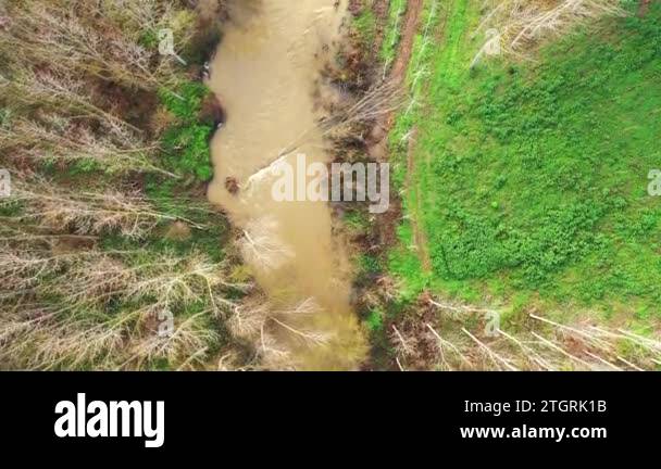 Thin tall trees Stock Videos & Footage - HD and 4K Video Clips - Alamy