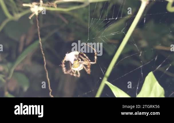 Spider catching insect Stock Videos & Footage - HD and 4K Video Clips ...