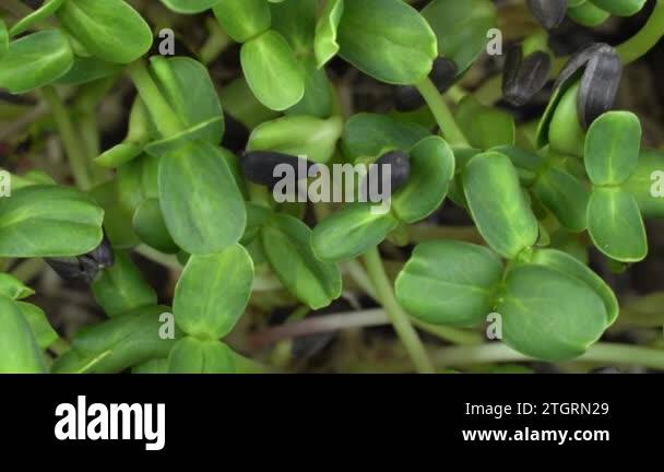 Sunflower crop rotation Stock Videos & Footage - HD and 4K Video Clips ...