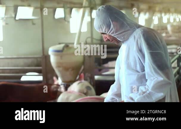 Veterinarian Doctor Wearing White Protective Suit and Examining Pigs at ...