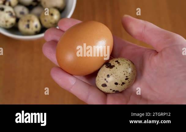 Woman Holding in her Hands One Large Chicken Egg and One Small Quail ...