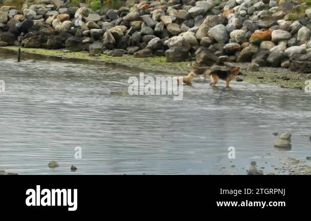 Retrieving dog Stock Videos & Footage - HD and 4K Video Clips - Alamy