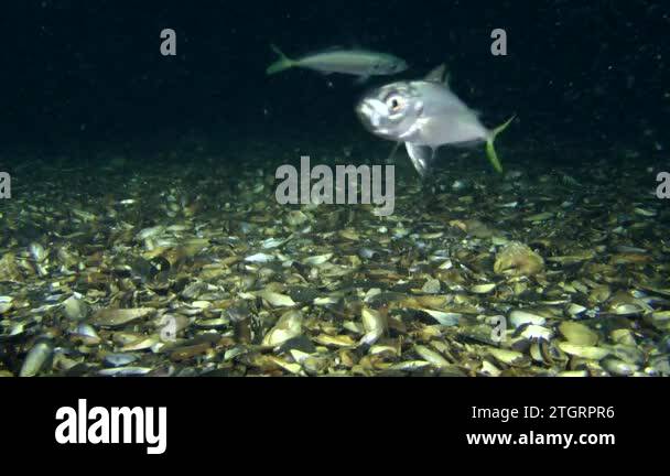 Marine plankton fish Stock Videos & Footage - HD and 4K Video Clips - Alamy