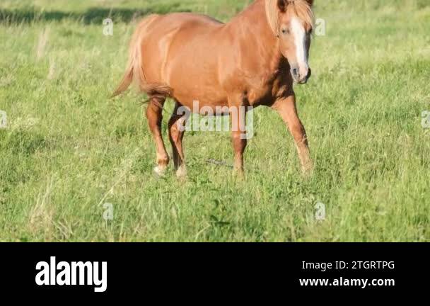 Horse breeds Stock Videos & Footage - HD and 4K Video Clips - Alamy
