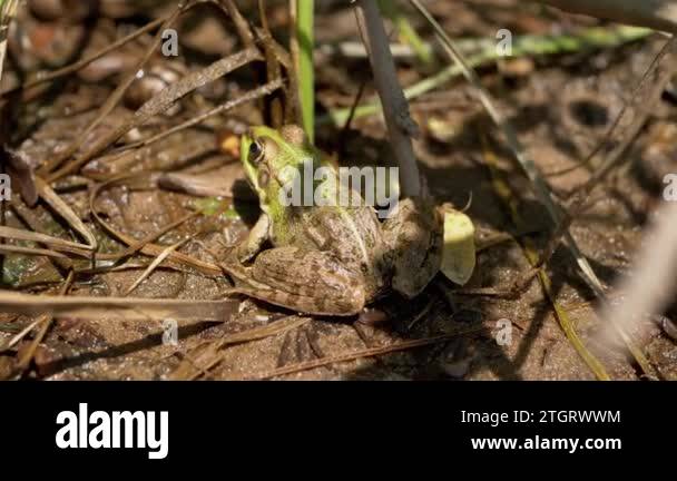 Green Spotted Reed Toad Sits on Wet Sand in Reeds a Waiting Prey. Back ...