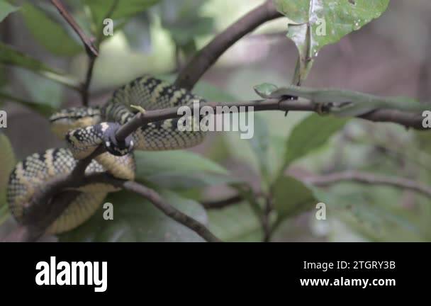 Snake focus Stock Videos & Footage - HD and 4K Video Clips - Alamy
