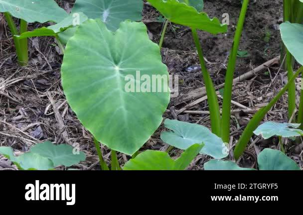 Colocasia esculenta is a tropical plant grown primarily for edible ...