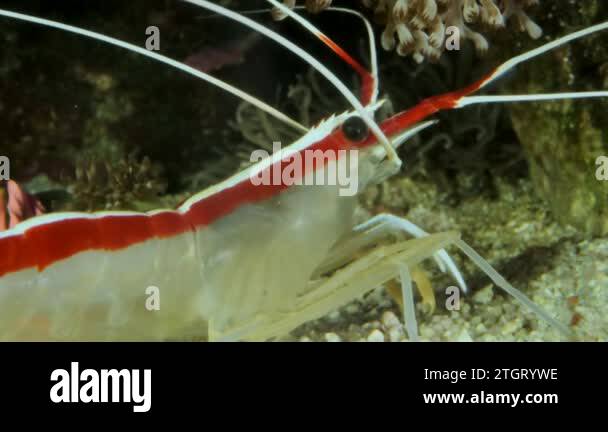Scarlet skunk cleaner shrimp lysmata Stock Videos & Footage - HD and 4K ...