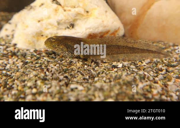 Tadpole with legs Stock Videos & Footage - HD and 4K Video Clips - Alamy
