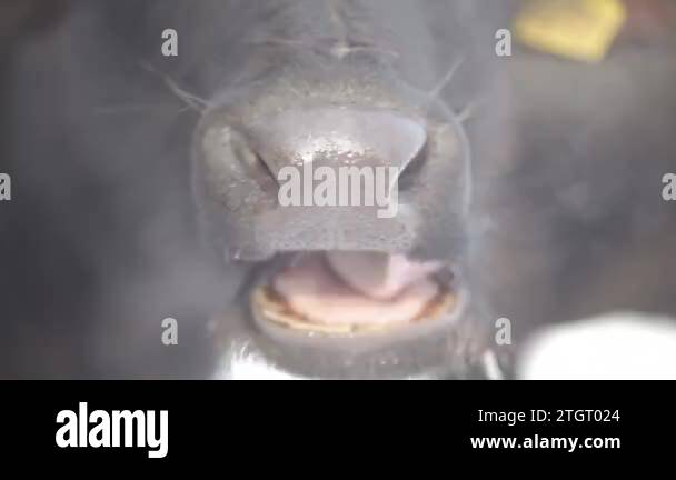 Animal mouth open buffalo Stock Videos & Footage - HD and 4K Video ...