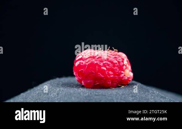 Timelapse raspberry freezes in a piece of ice. Fruits freeze from cold ...