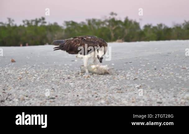 An Osprey or sea hawk Raptor eating a fish on a beach in Naples ...