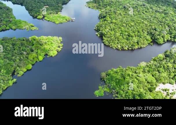 Nature tropical Amazon forest at Amazonas Brazil. Mangrove forest ...