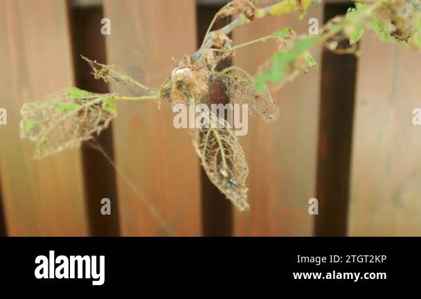 Ermine moth tree Stock Videos & Footage - HD and 4K Video Clips - Alamy