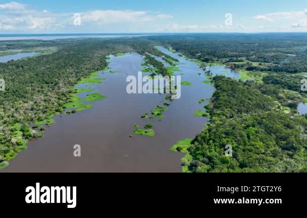 Nature tropical Amazon forest at Amazonas Brazil. Mangrove forest ...