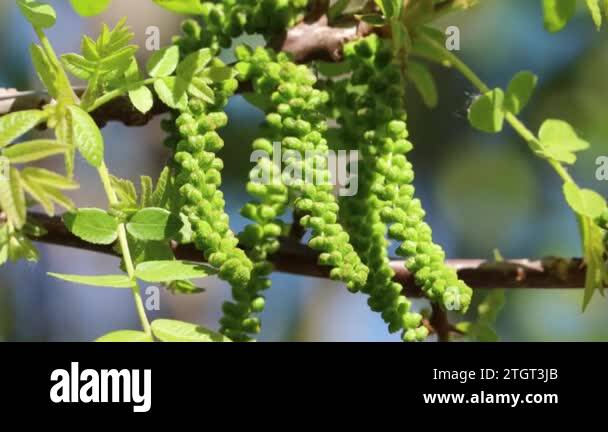 Green flowering axillary indeterminate staminate racemose catkin ...