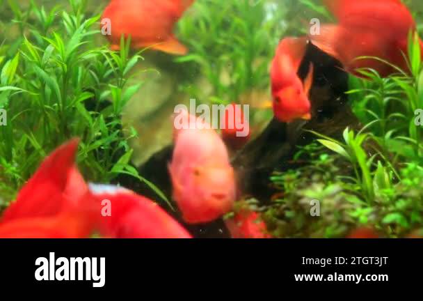 Close up view of red discus fish swimming in planted aquarium ...