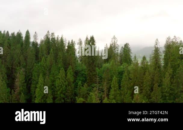 Evergreen fir trees Stock Videos & Footage - HD and 4K Video Clips - Alamy