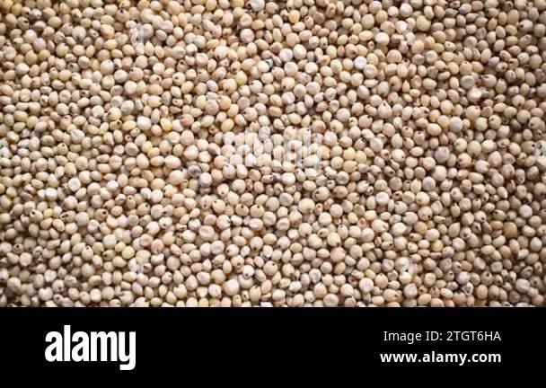 Sorghum millet Stock Videos & Footage - HD and 4K Video Clips - Alamy