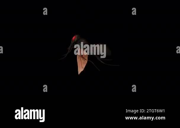 Cartoon Fly animation with transparent (alpha) background Stock Video ...