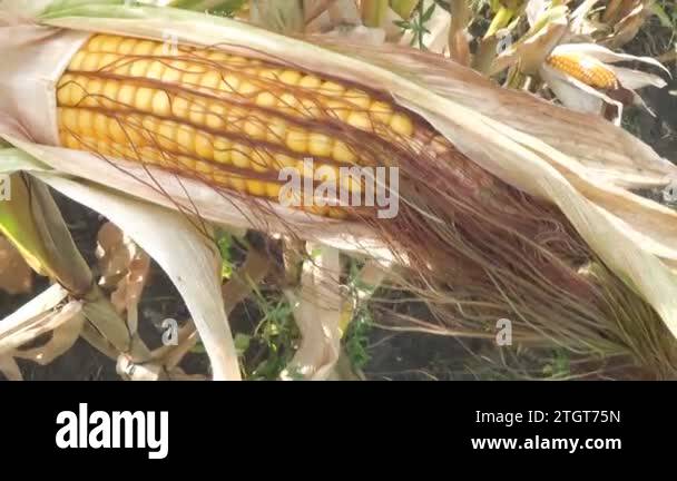 Maize picking Stock Videos & Footage - HD and 4K Video Clips - Alamy