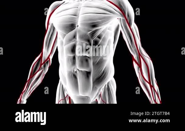 Circulatory system male Stock Videos & Footage - HD and 4K Video Clips ...