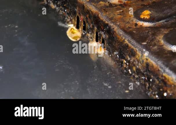 Very dirty water runs down the drain. Polluted water with food waste ...