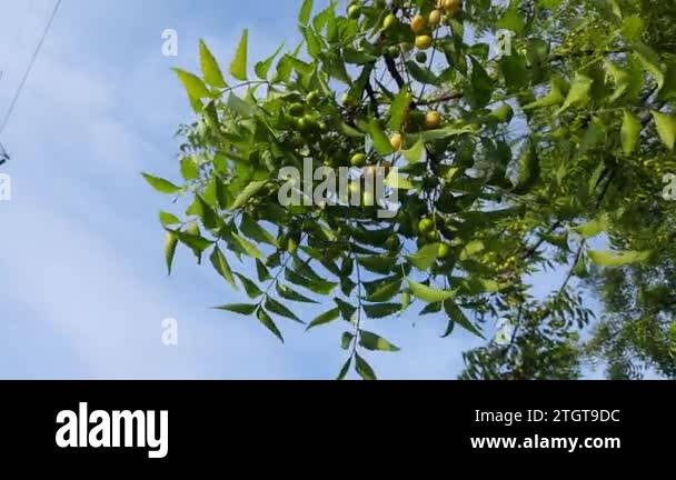 Neem fruits in the tree. It's other names Azadirachta indica ...