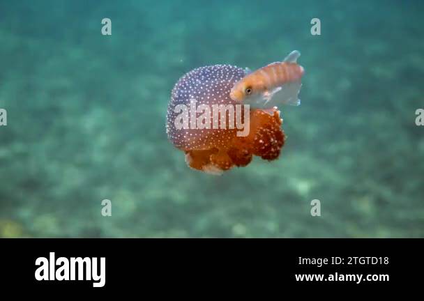 Unusual underwater friendship - a wounded tropical fish without a tail ...