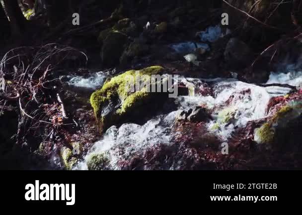 British forest plants Stock Videos & Footage - HD and 4K Video Clips ...