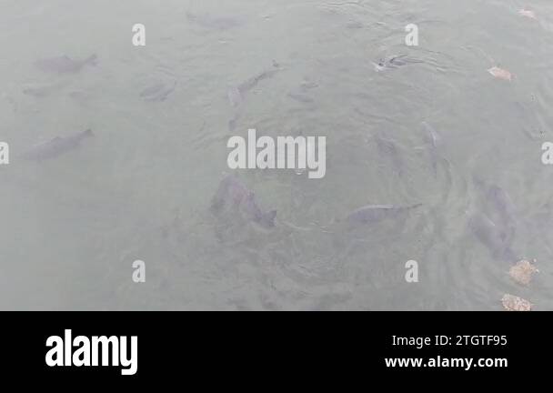 Do not touch sea turtles Stock Videos & Footage - HD and 4K Video Clips ...