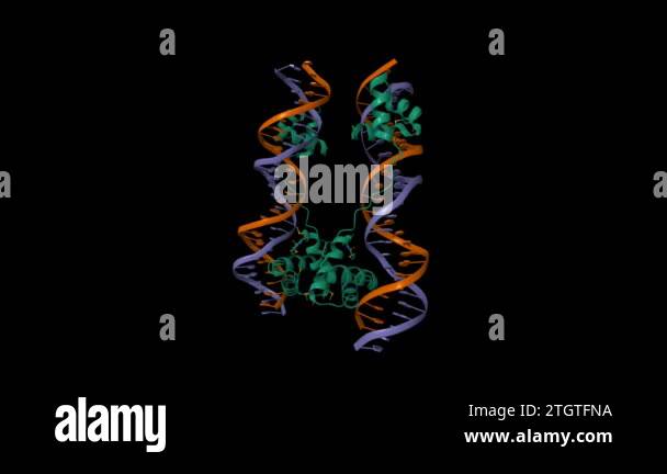 Dna Binding Domain Of Human Setmar In Complex With Hsmar1 Terminal Inverted Repeat Tir Dna