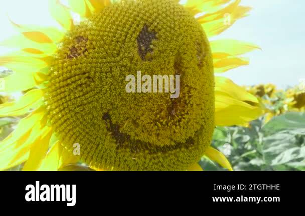 sunflower in a field with features of a human smiling face side view ...