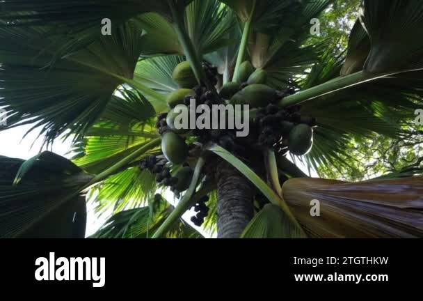 Fruit of the seychelles palm lodoicea maldivica Stock Videos & Footage ...