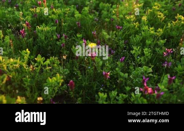 Single flower grass Stock Videos & Footage - HD and 4K Video Clips - Alamy