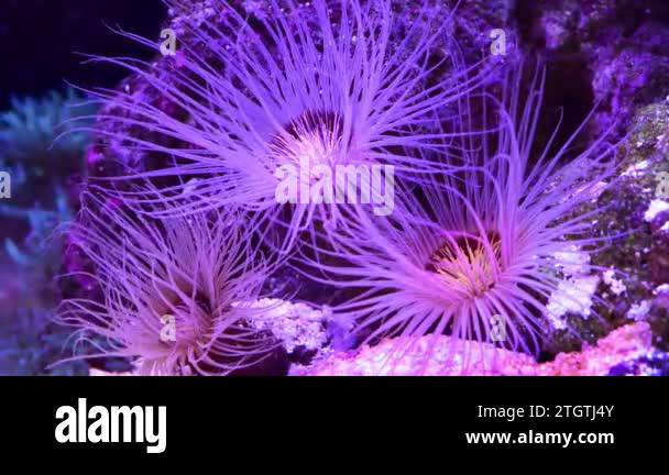 Underwater flower plants Stock Videos & Footage - HD and 4K Video Clips ...