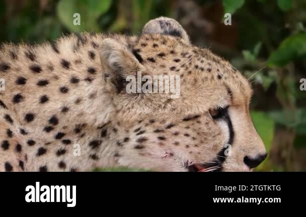 Cheetah slow motion Stock Videos & Footage - HD and 4K Video Clips - Alamy