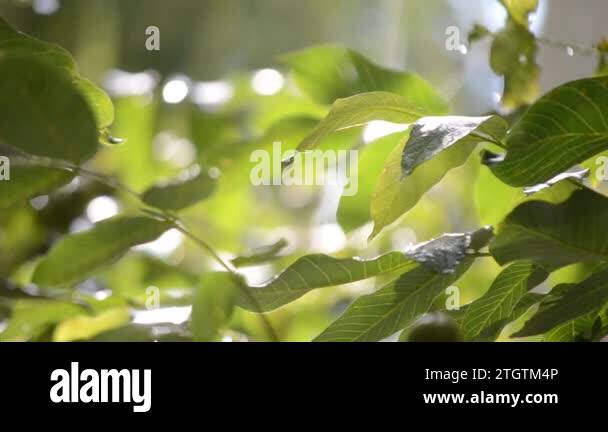 Raining on a sunny day. Rain falls. Drops of falling rain and tree branch with large green ...