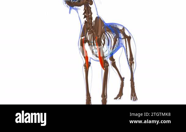 Biceps Brachii muscle Dog muscle Anatomy For Medical Concept 3D ...