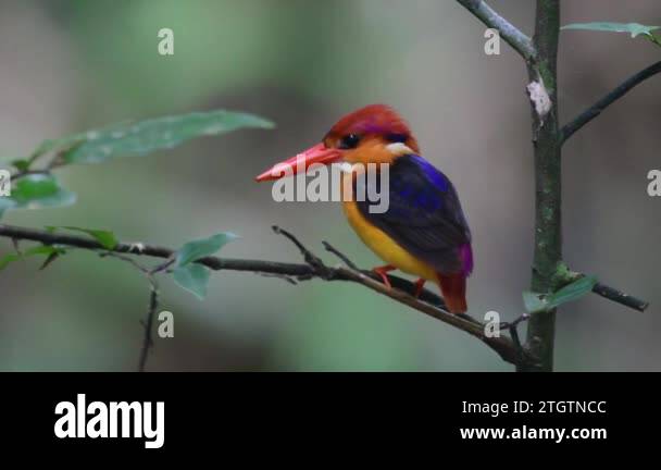 Catching a perch Stock Videos & Footage - HD and 4K Video Clips - Alamy