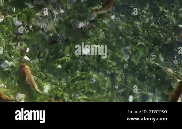 Bass splashing Stock Videos & Footage - HD and 4K Video Clips - Alamy