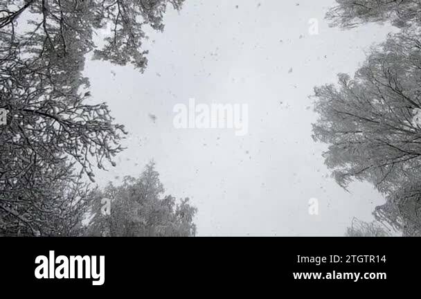 Falling snow from above. Snowfall. Snow falls in flakes vertically from ...