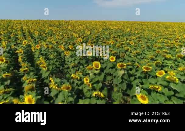 Ukraine farming sunflower Stock Videos & Footage - HD and 4K Video ...